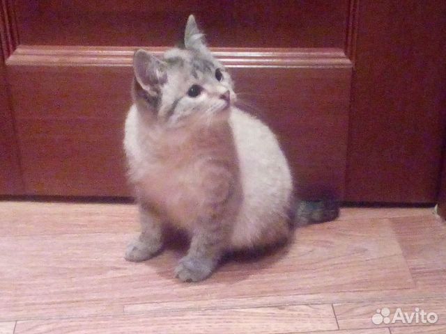 Отдадим голубоглазого коненка в добрые руки