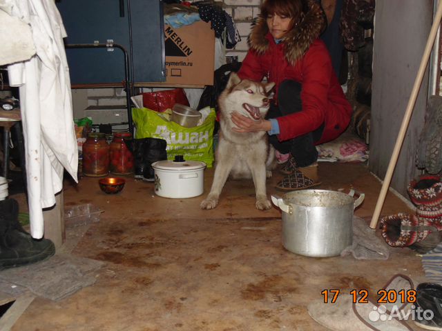 Продам собаку породы "Хаска"