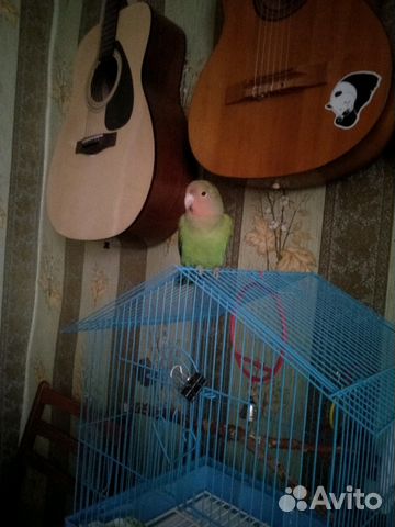 Неразлучник самка