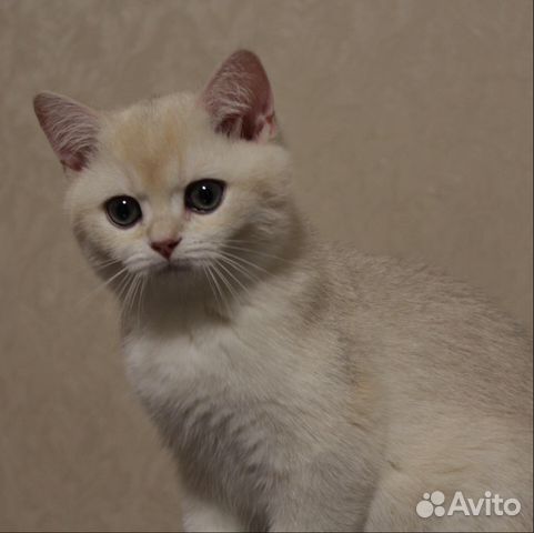 Британский котик