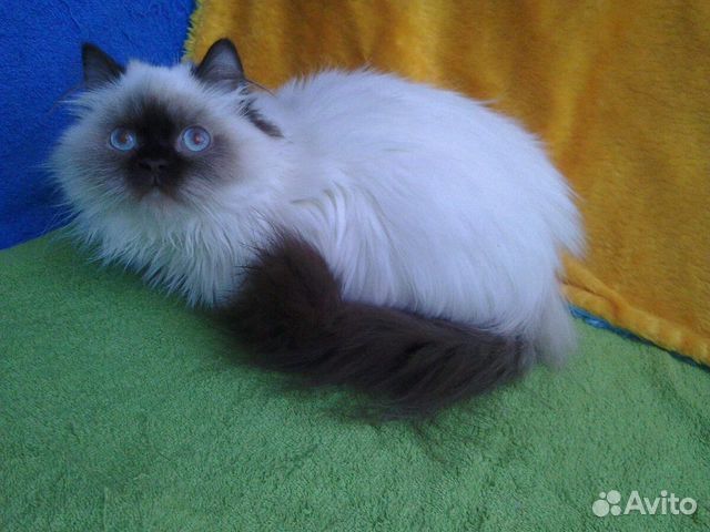 Редкой красоты лапули