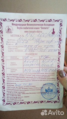 Мейн-кун