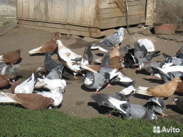 Николаевские голуби.Полёт бабочки