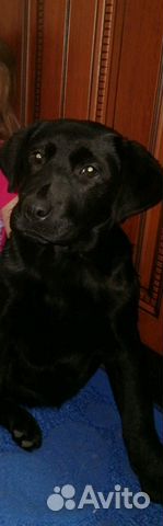 Продам лабрадора, девочку