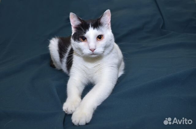 Ласковый котик