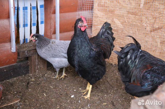 Барневельдеры