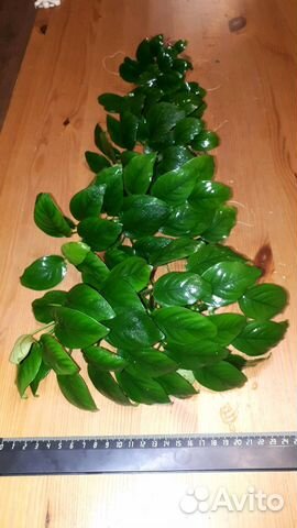 Аквариумные растения Анубиас Нана