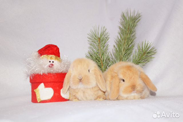 Карликовые кролики. Яркий окрас. Питомник Доставка