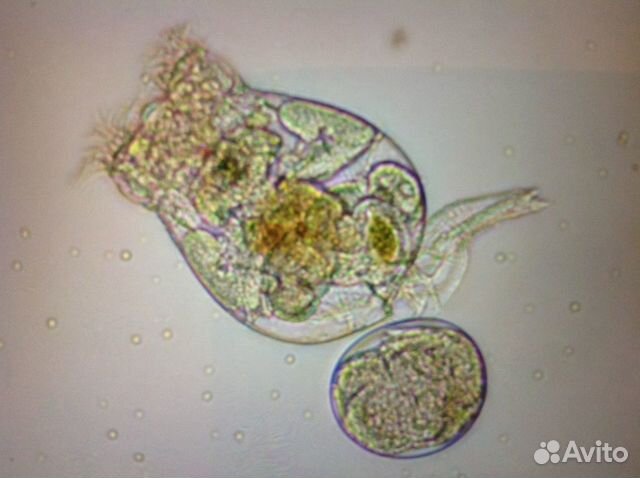 Культура солоноводной коловратки и сачок
