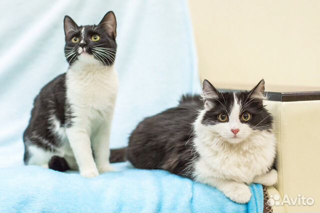 Очаровательные котята в дар