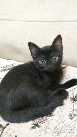 Котенок в дар Только в добрые руки