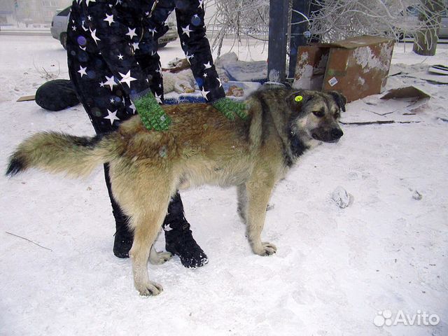 Нужен дом собаке -скитальцу