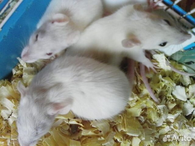 Дамбо крысята