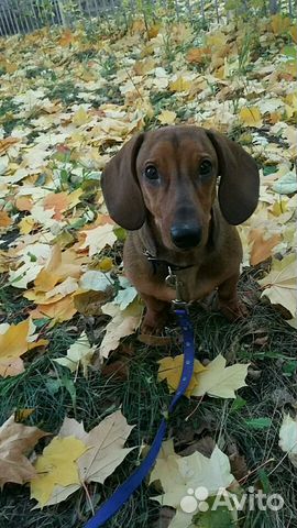 Такса вязка