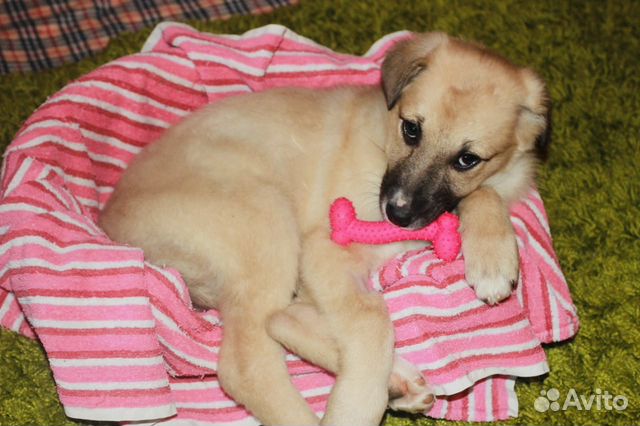 Щенок Сильва 3 месяца