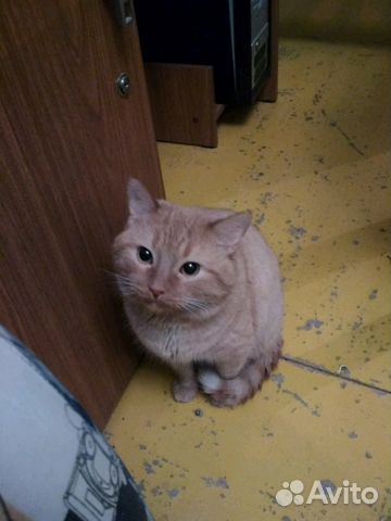 Кот Борис