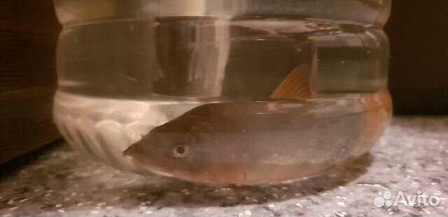 Боция Модеста