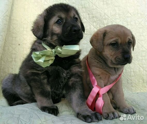 Щенки 1,5мес. метисы средней породы