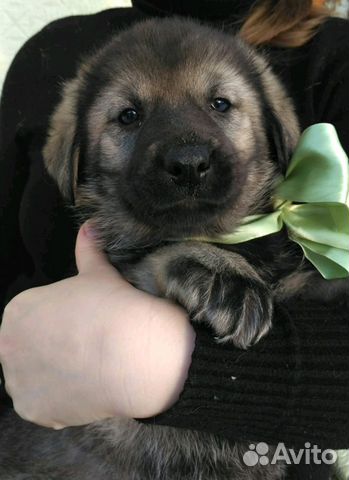 Щенок мальчик 1,5мес. Овчарка