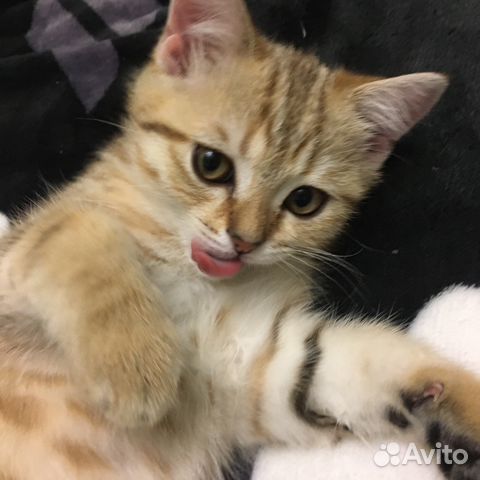 Шотландский котенок