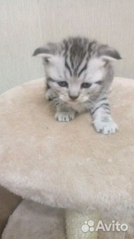 Шотландская