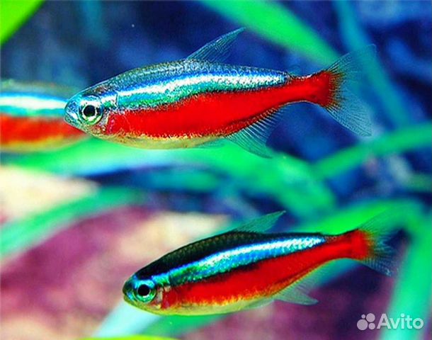 Красный неон