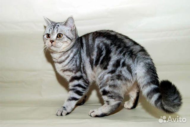 Отдам британскую кошку