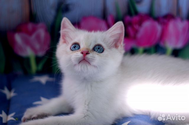 Золотой колор пойнт, мальчик