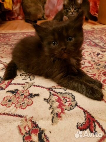 Британские котята