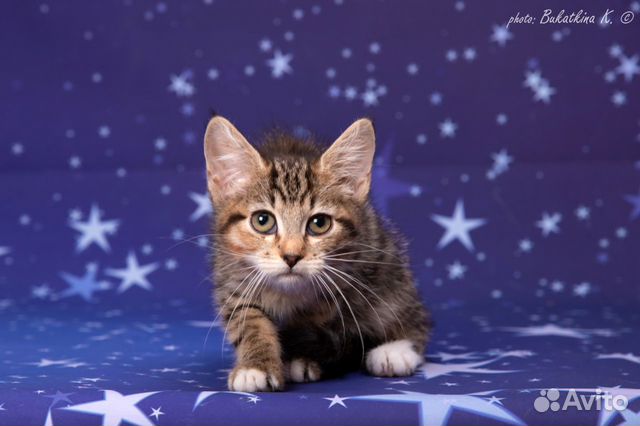 Кошечка мышеловка