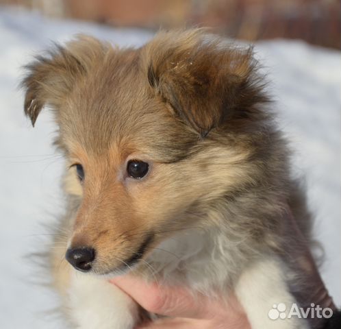 Щенок шелти с родословной