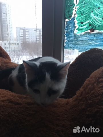 Отдам котёнка