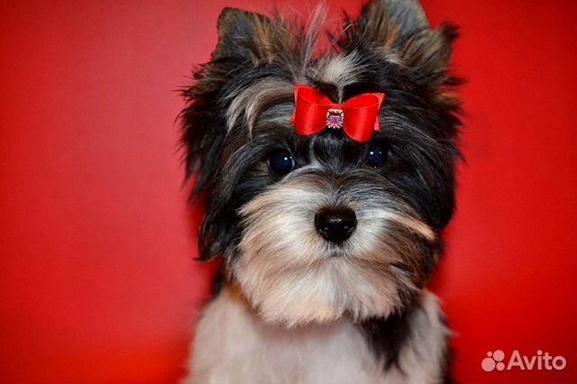 Биверы красивые щенки большой выбор