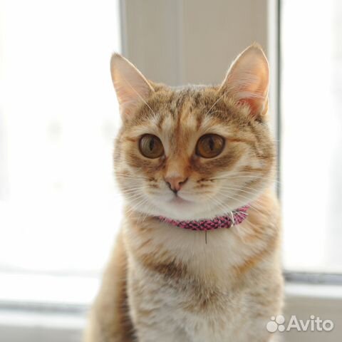 Прекрасная Дейз ищет дом