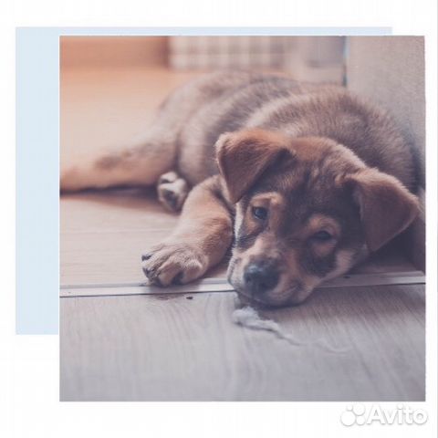 Малыш Бублик в добрые руки