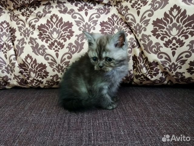 Очаровательная британка девочка
