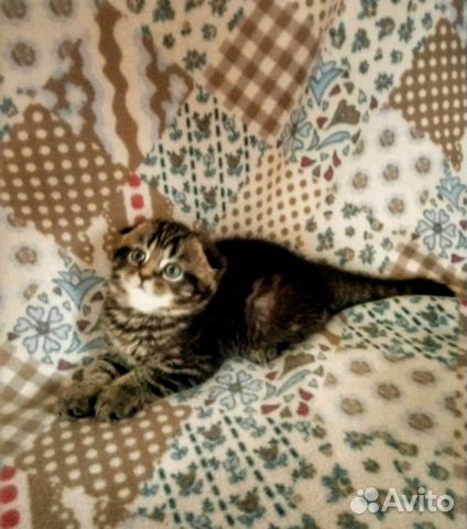 Мальчик шотландец