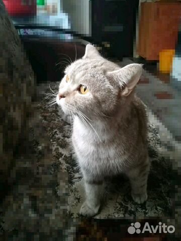 Продам кота