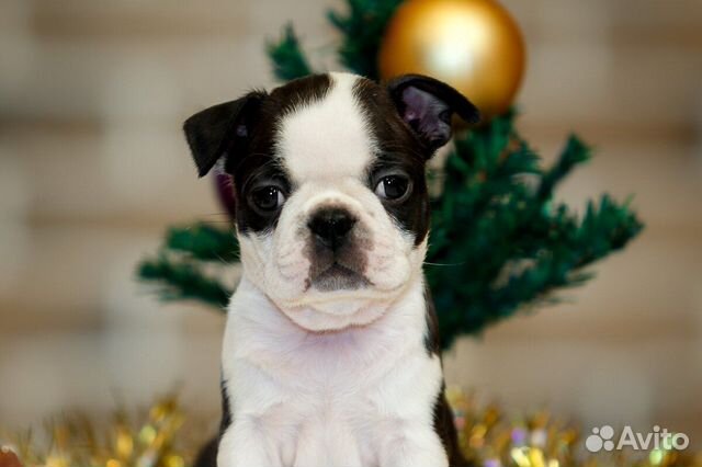Щенок бостон терьера