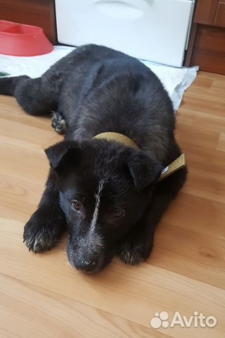 Отдам щенка