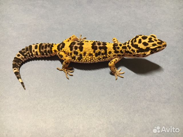 Эублефар самка Tangerine Tramper Albino TTA