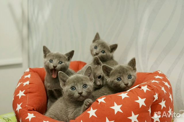 Котята породы Русская голубая