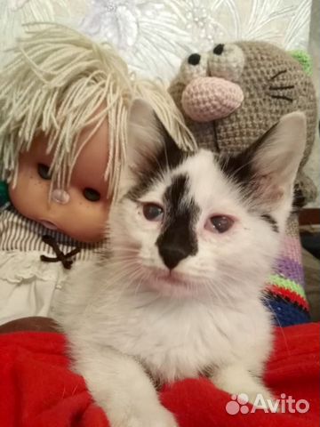 Котенок в добрые руки