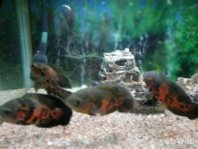 Остронотусы