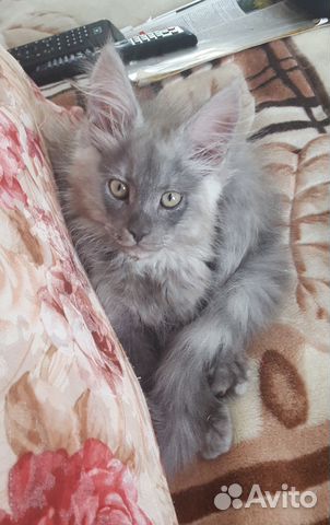 Очень яркий малыш