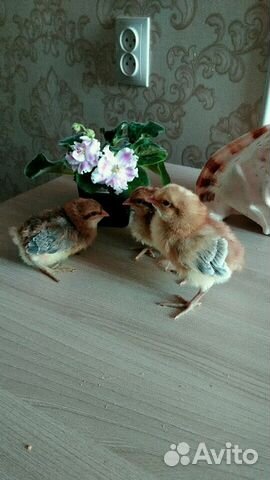 Цыплята