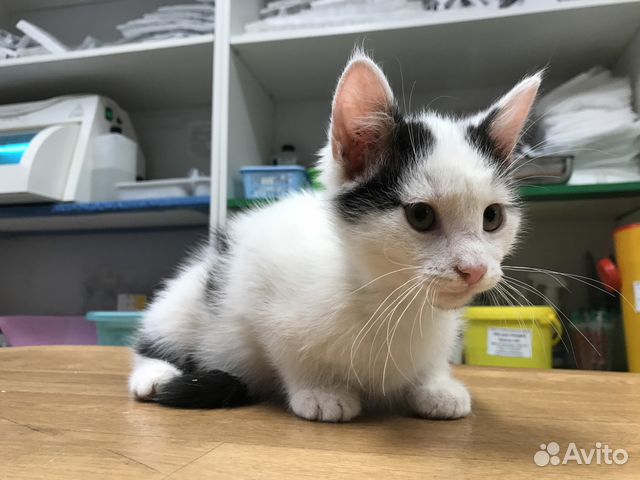 Котенок и кошка