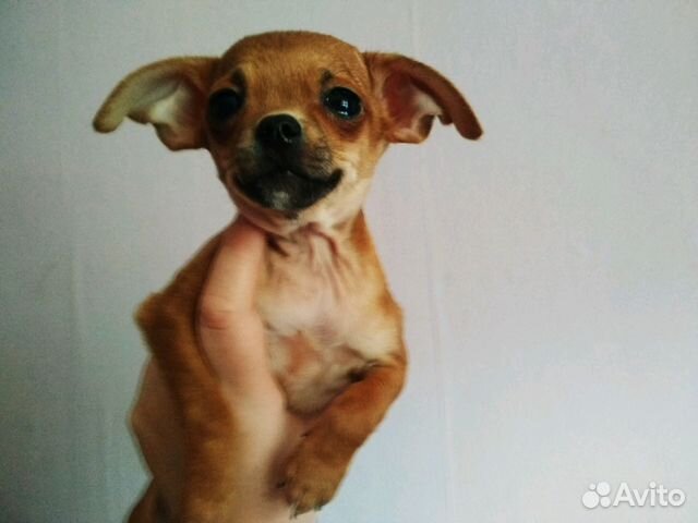 Чихуахуа очаровательные щенки