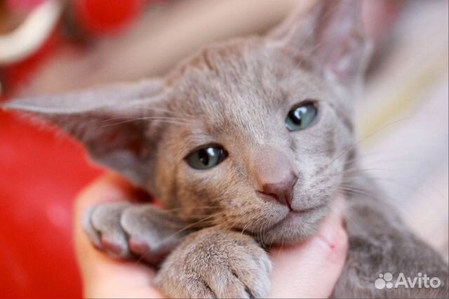 Ориентальный лиловый котенок