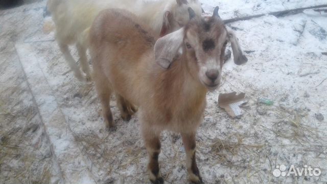 Козы, поросята, петухи